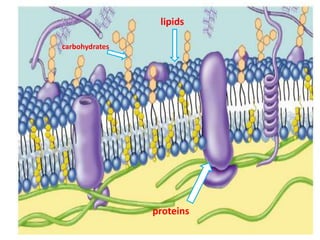 01 cell membrane(fluid mosaic model).pptx