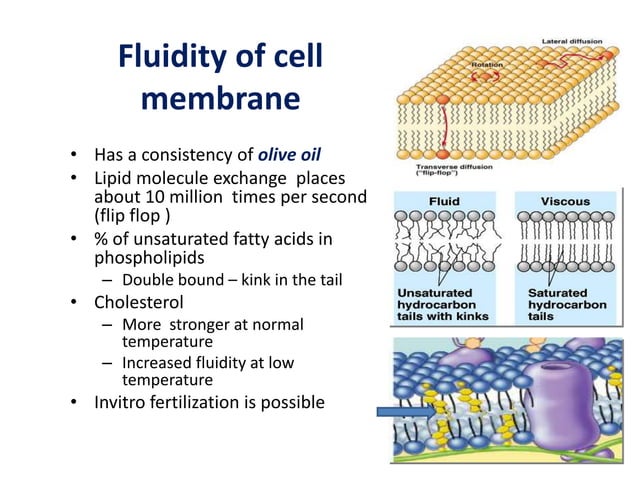 01 cell membrane(fluid mosaic model).pptx