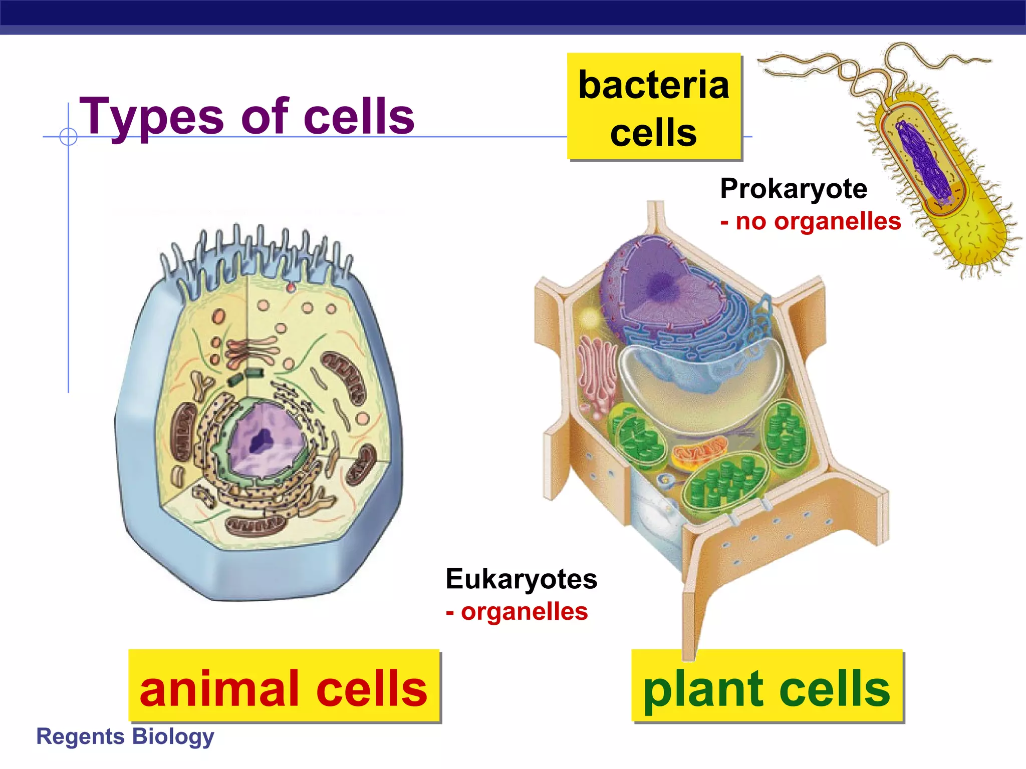 01 cellorganelles2009regents | PPT
