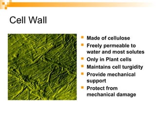 01 Cell Organelles and Functioadadsdsns.ppt
