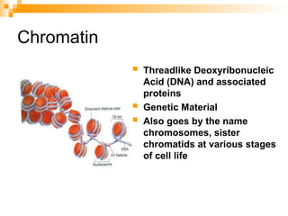 01 Cell Organelles and Functioadadsdsns.ppt