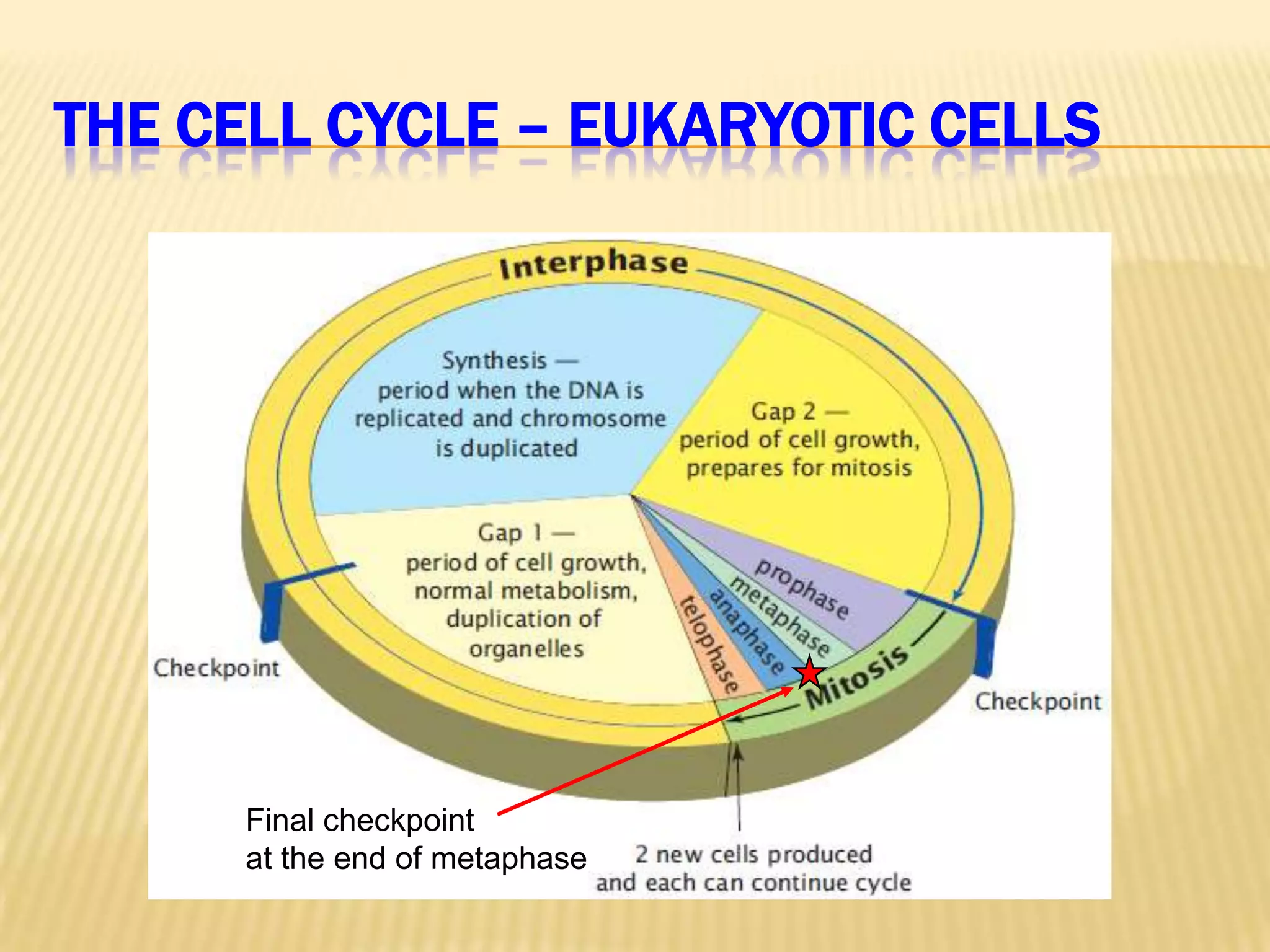 01 Cell Reproduction | PPTX | Biological Sciences | Science