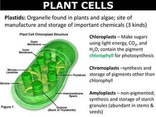 01 cell structures | PPTX