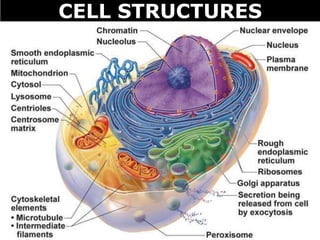 01 cell structures | PPTX