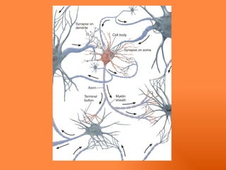 01 Cellular Introduction Ma Ppt