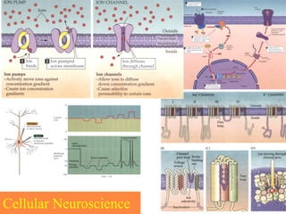 01 cellular introduction ma | PPT