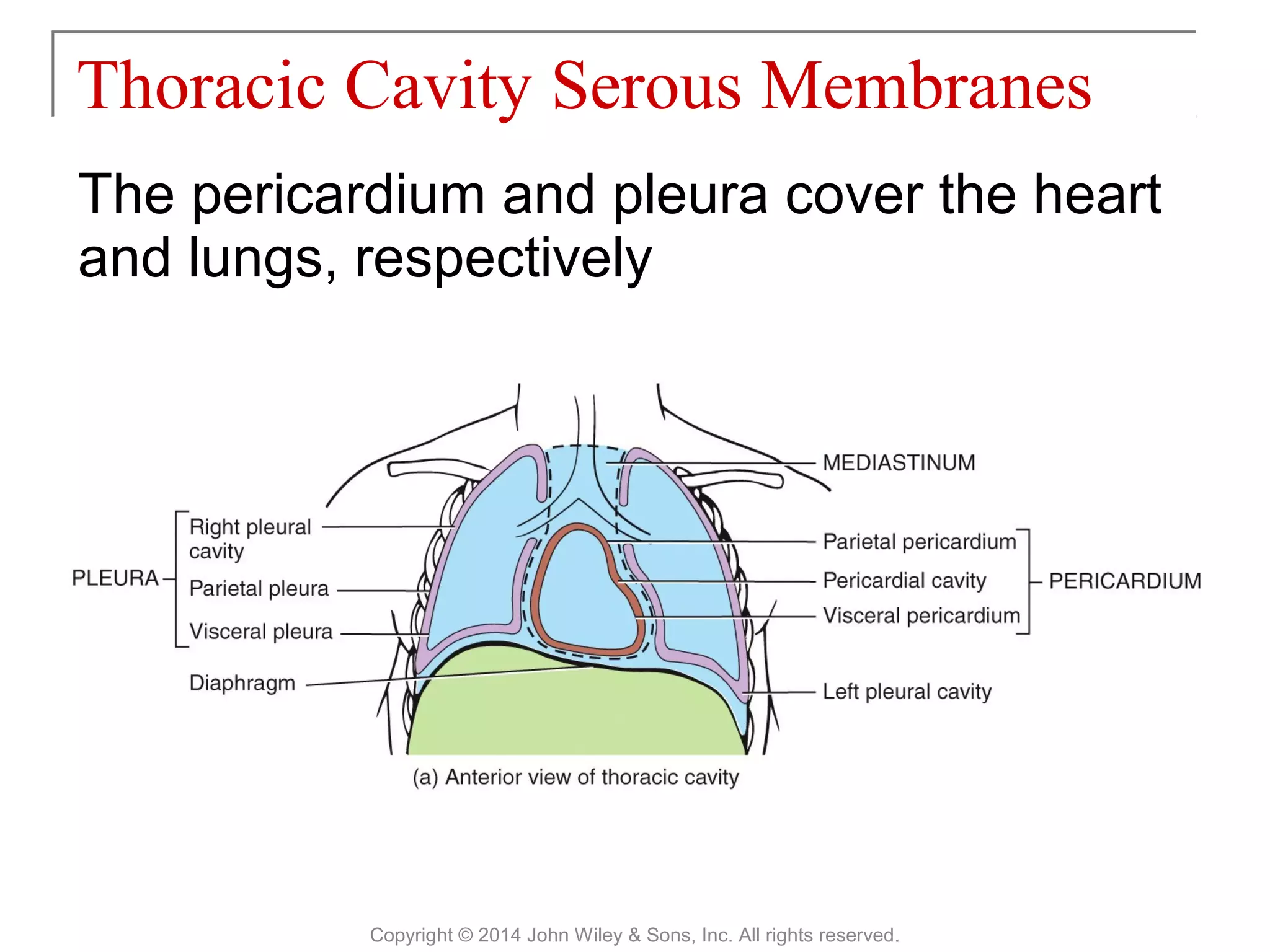 01 [chapter 1 an introduction to the human body] | PPT