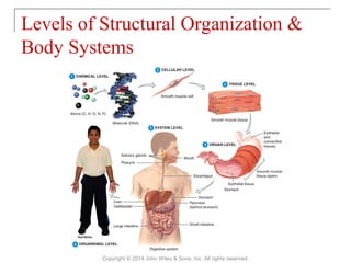 01 [chapter 1 an introduction to the human body] | PPT
