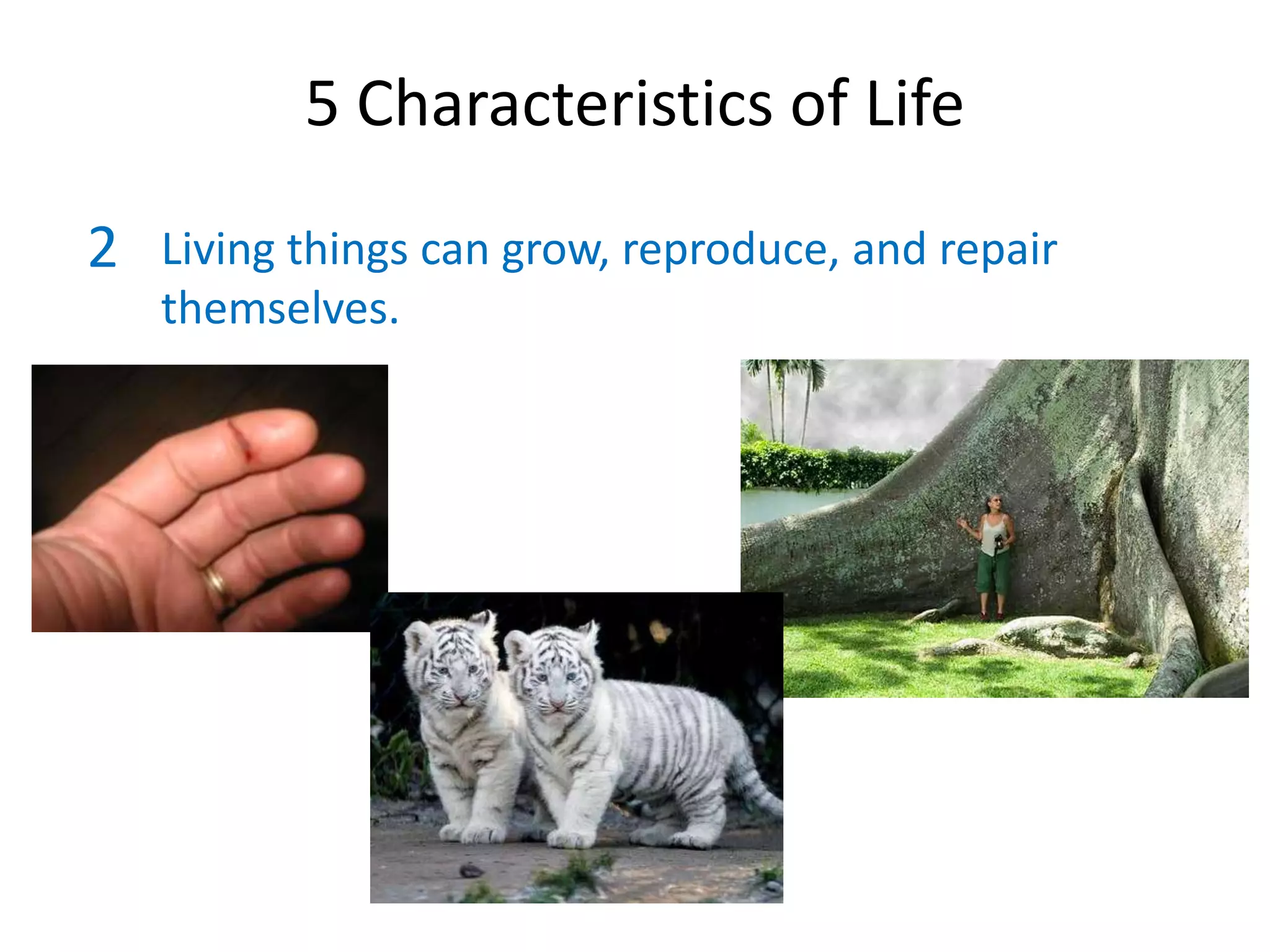 01 characteristics of life | PPTX