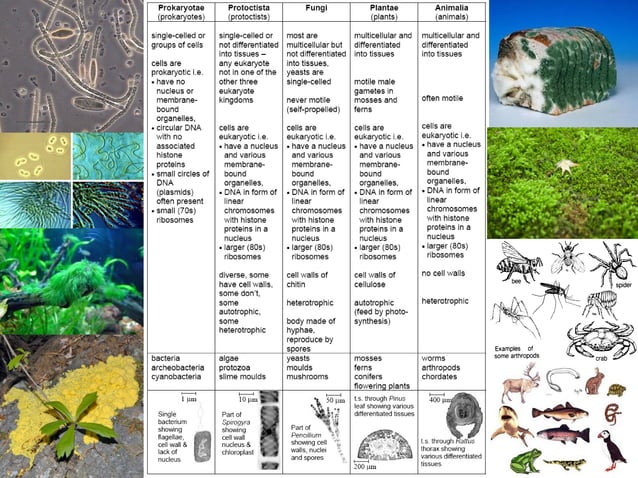 01 Classification | PPT | Biological Sciences | Science