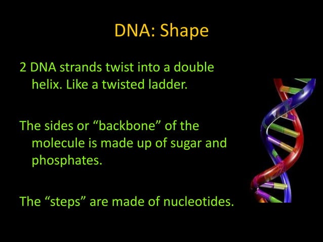 01 dna structure and replaction | PPTX | Chemistry | Science