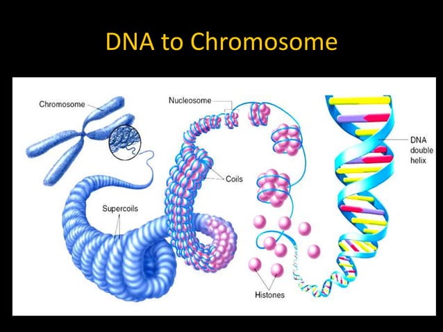 01 dna structure and replaction | PPTX | Chemistry | Science