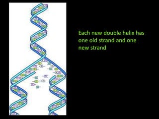 01 dna structure and replaction | PPTX | Chemistry | Science