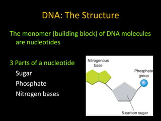 01 dna structure and replaction | PPTX | Chemistry | Science