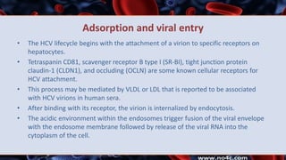 Virology of HCV | PPT
