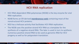 Virology of HCV | PPTX