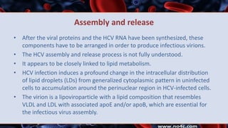 Virology of HCV | PPT