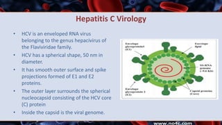 Virology of HCV | PPT
