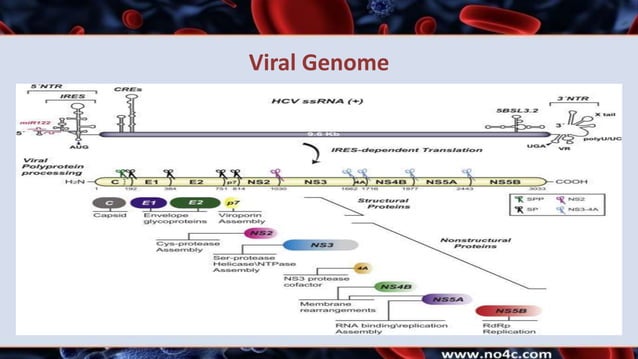 Virology of HCV | PPT