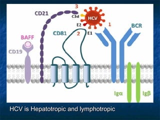 Extrahepatic Manifestations of HCV | PPT