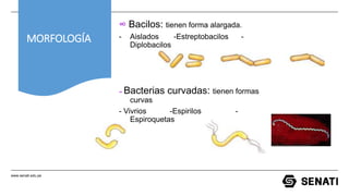 01_Estructura bacteriana.pptxxjaka estructura | PPTX