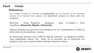 01_Estructura bacteriana.pptxxjaka estructura | PPTX