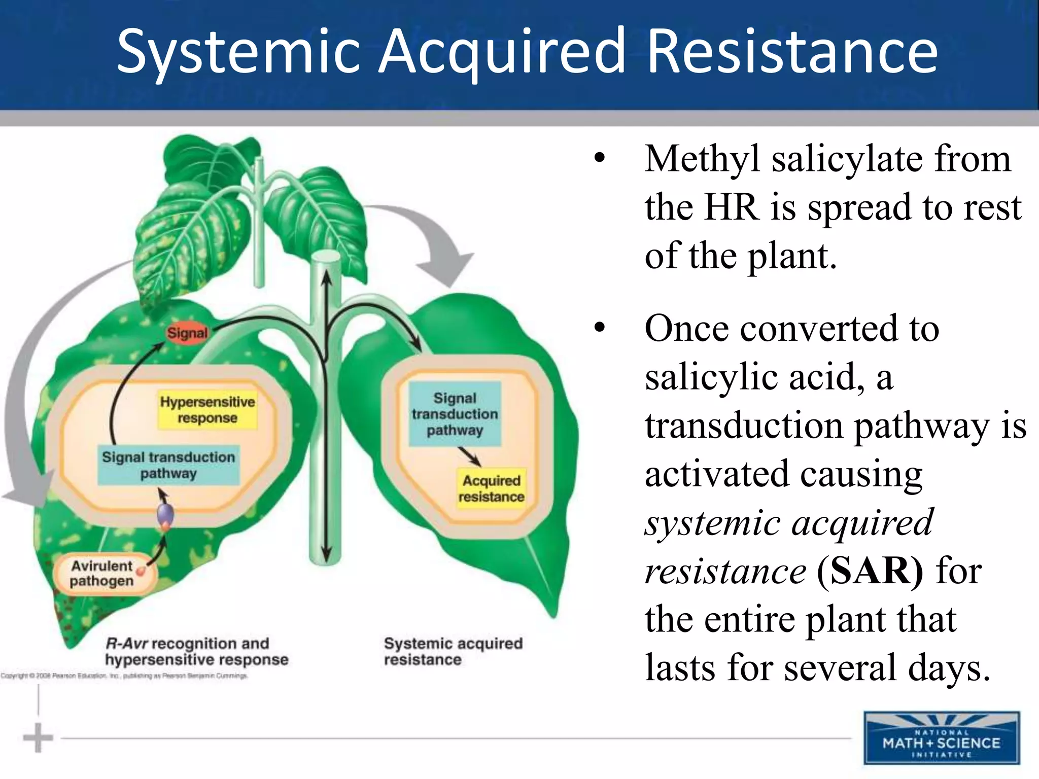 Evolution of the Immune System.pptx