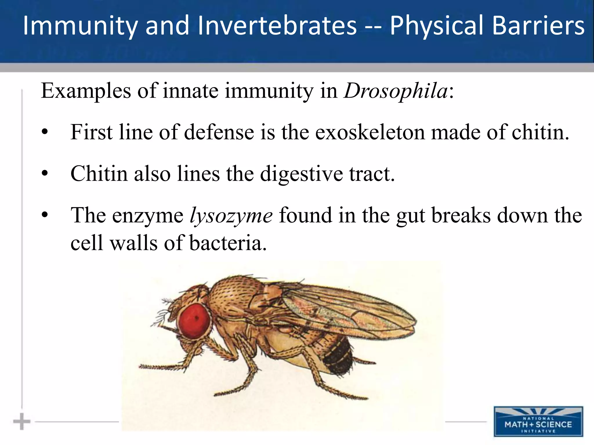 Evolution of the Immune System.pptx