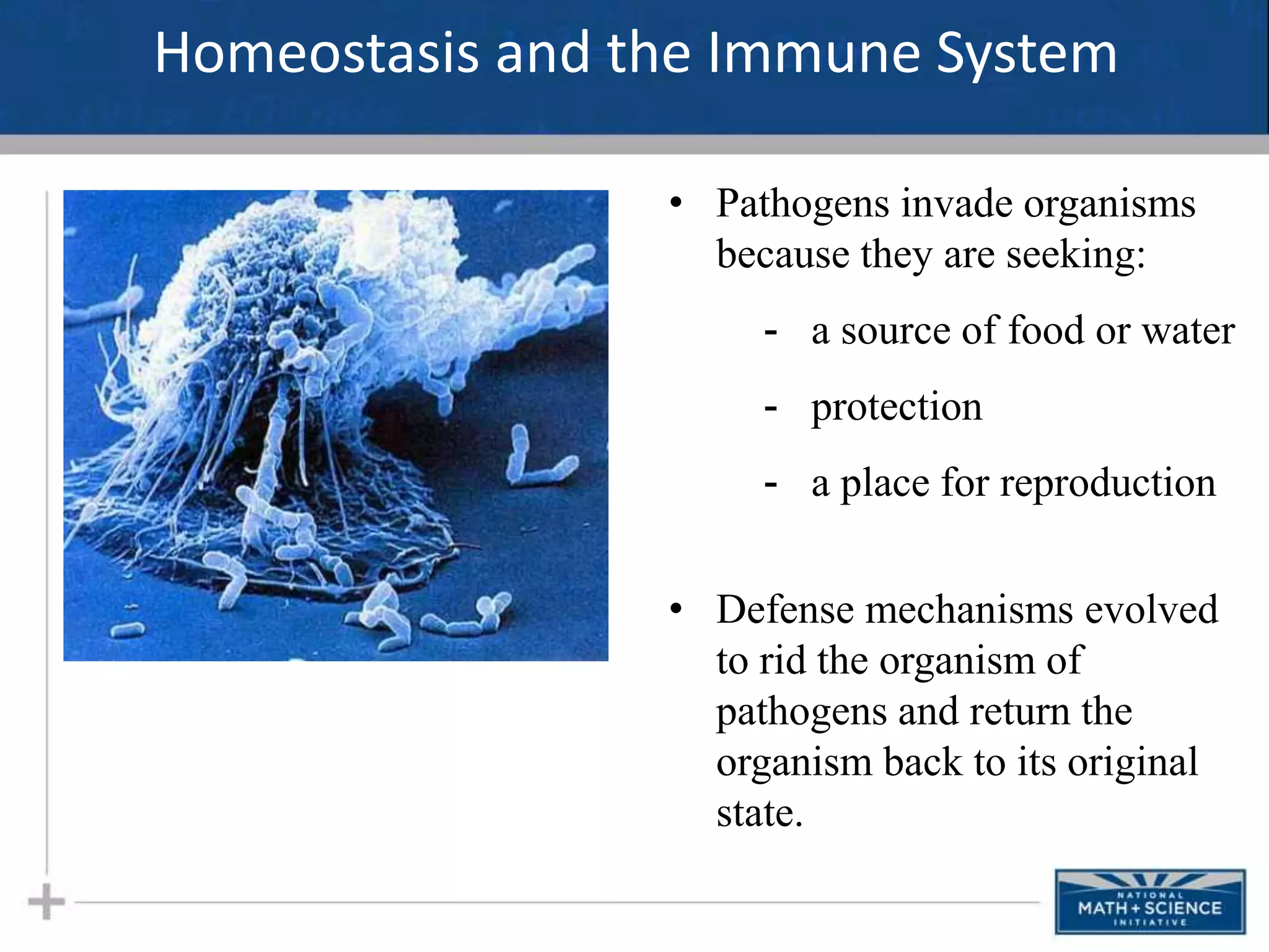 Evolution of the Immune System.pptx