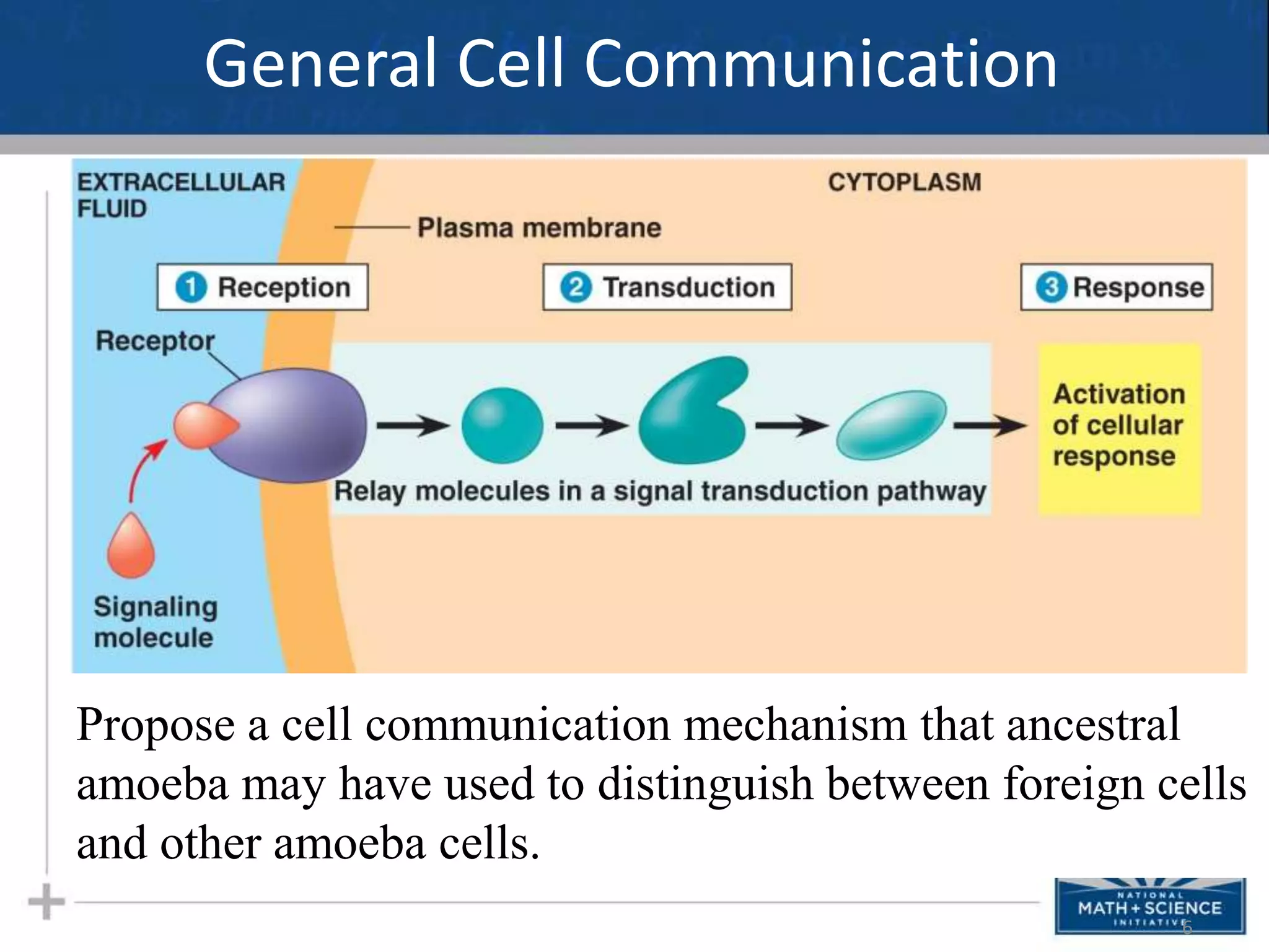 Evolution Of The Immune System Pptx