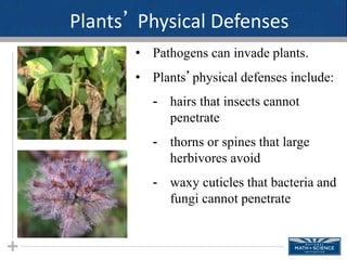 Evolution of the Immune System.pptx