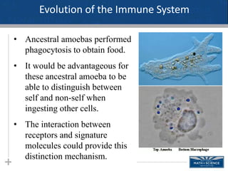 Evolution of the Immune System.pptx