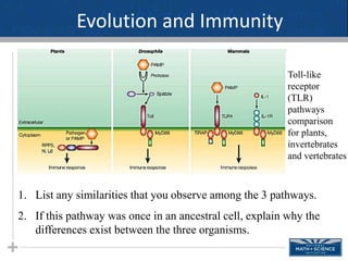 Evolution of the Immune System.pptx