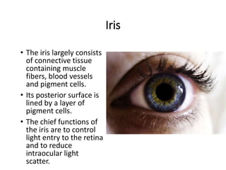 Introduction to the Eye.pptx
