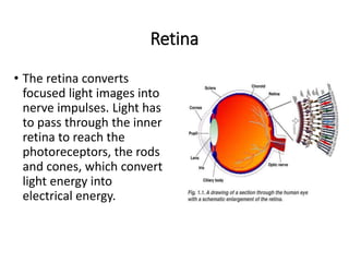 Introduction to the Eye.pptx | Eye and Vision Conditions | Diseases and ...