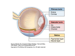Introduction to the Eye.pptx | Eye and Vision Conditions | Diseases and ...