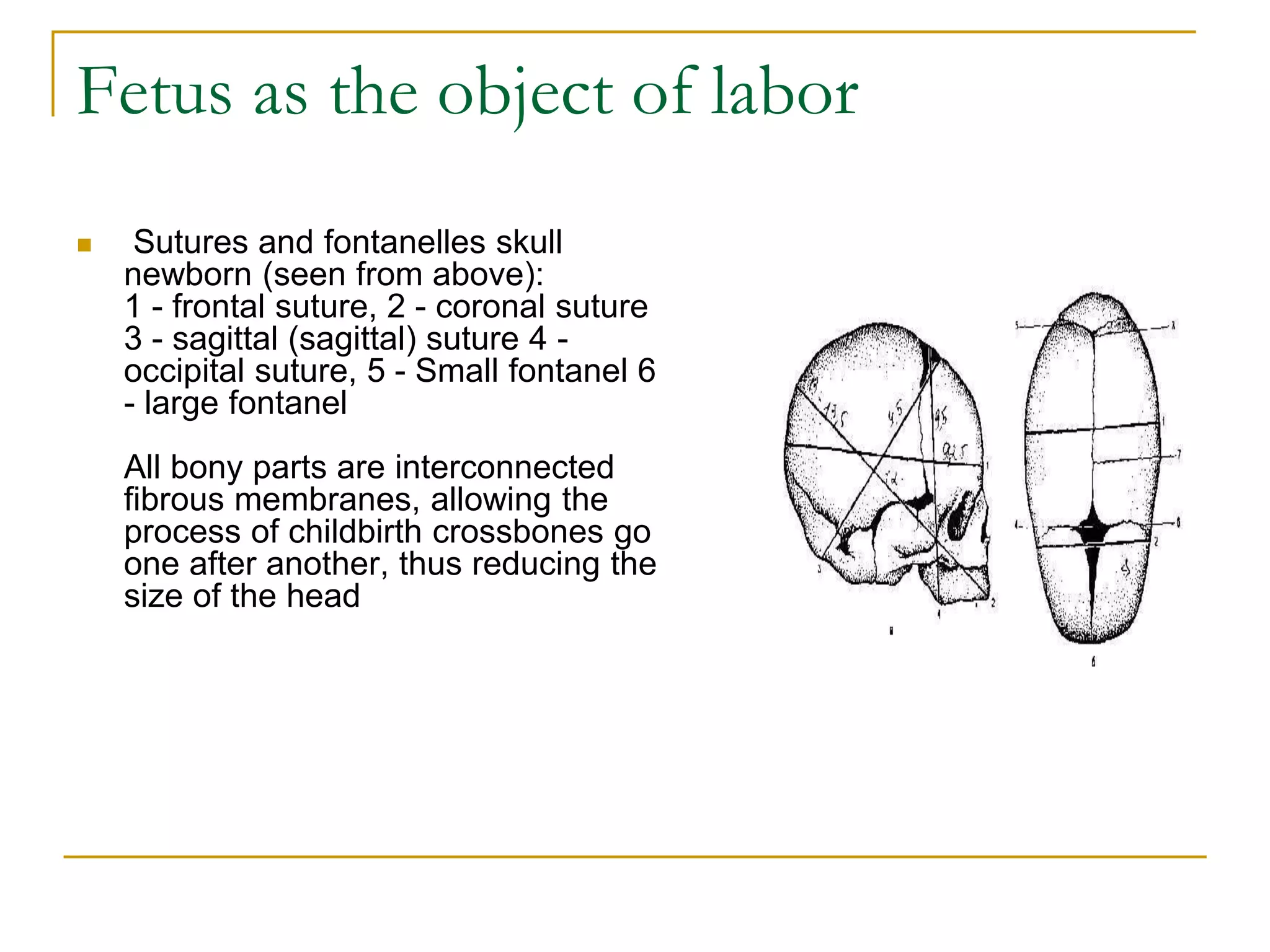 01_Female pelvis. Fetus as object of delivery ...
