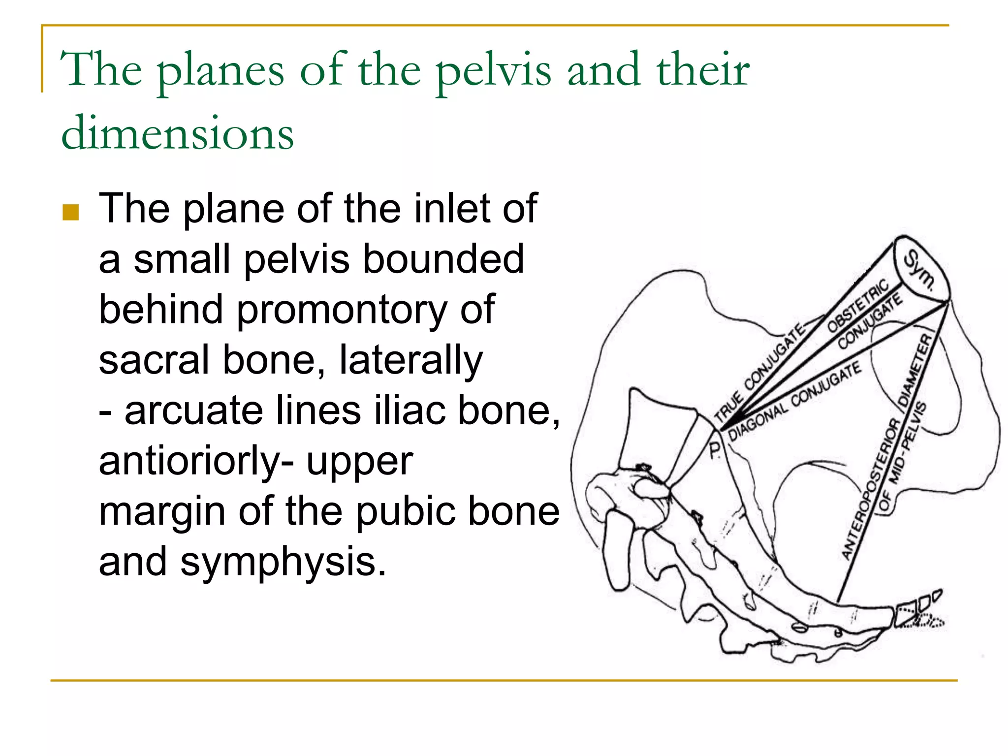 01_Female pelvis. Fetus as object of delivery ...