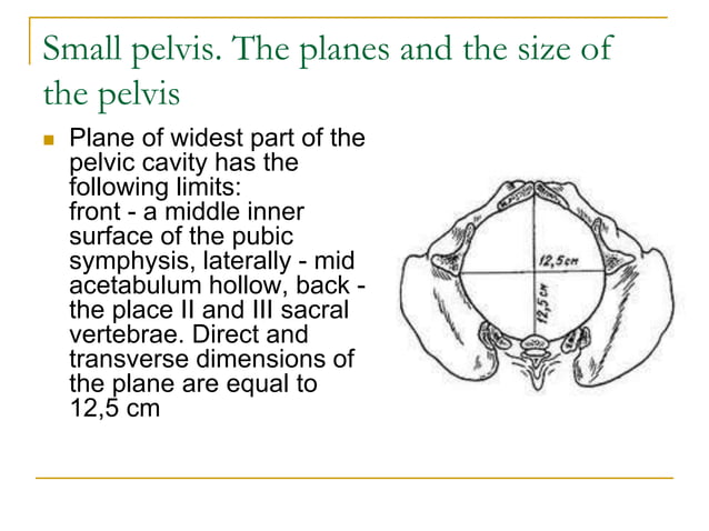 01_Female pelvis. Fetus as object of delivery ...
