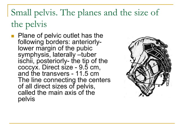 01_Female pelvis. Fetus as object of delivery ...