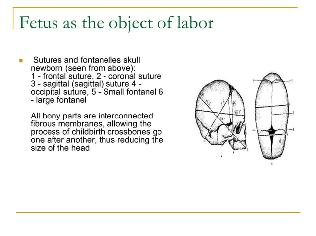 01_Female pelvis. Fetus as object of delivery ...
