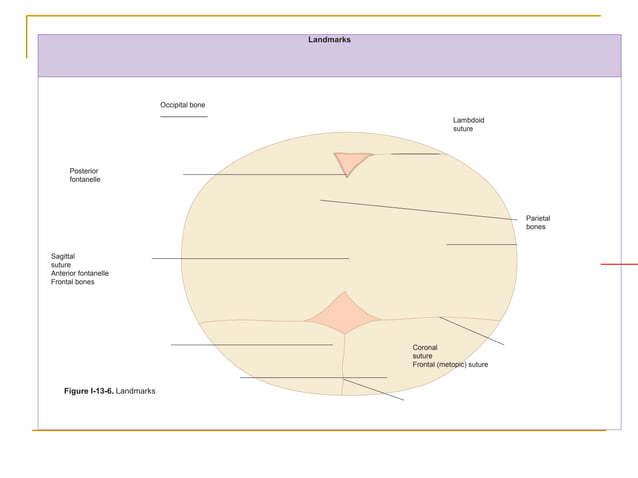 01_Female pelvis. Fetus as object of delivery ...