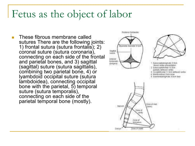 01_Female pelvis. Fetus as object of delivery ...