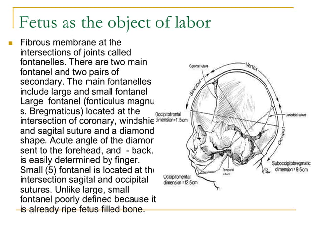 01_Female pelvis. Fetus as object of delivery ...