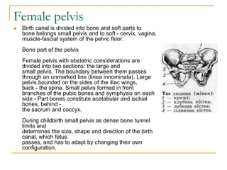 01_Female pelvis. Fetus as object of delivery ...