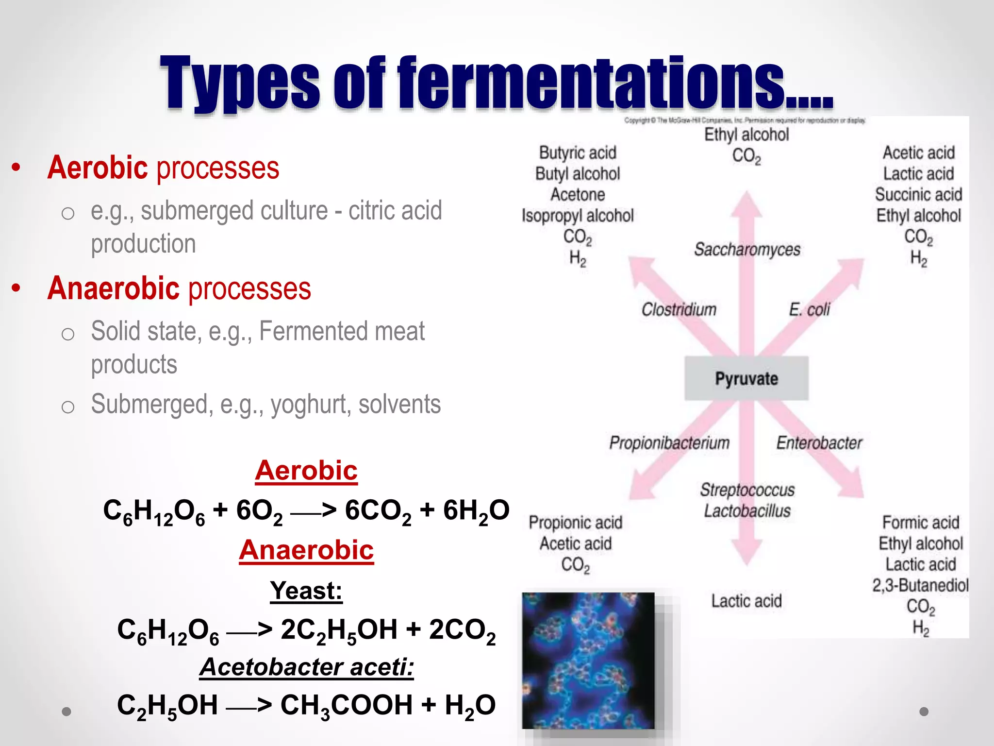 01_Fermentation Intro.pptx