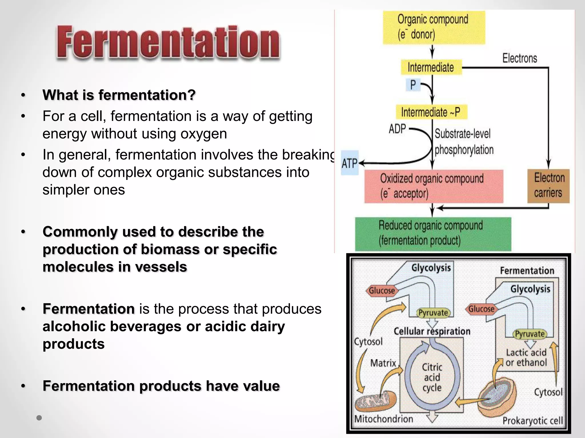 01_Fermentation Intro.pptx