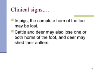 Foot and mouth disease in Livestock and Corridor Animals | PPTX