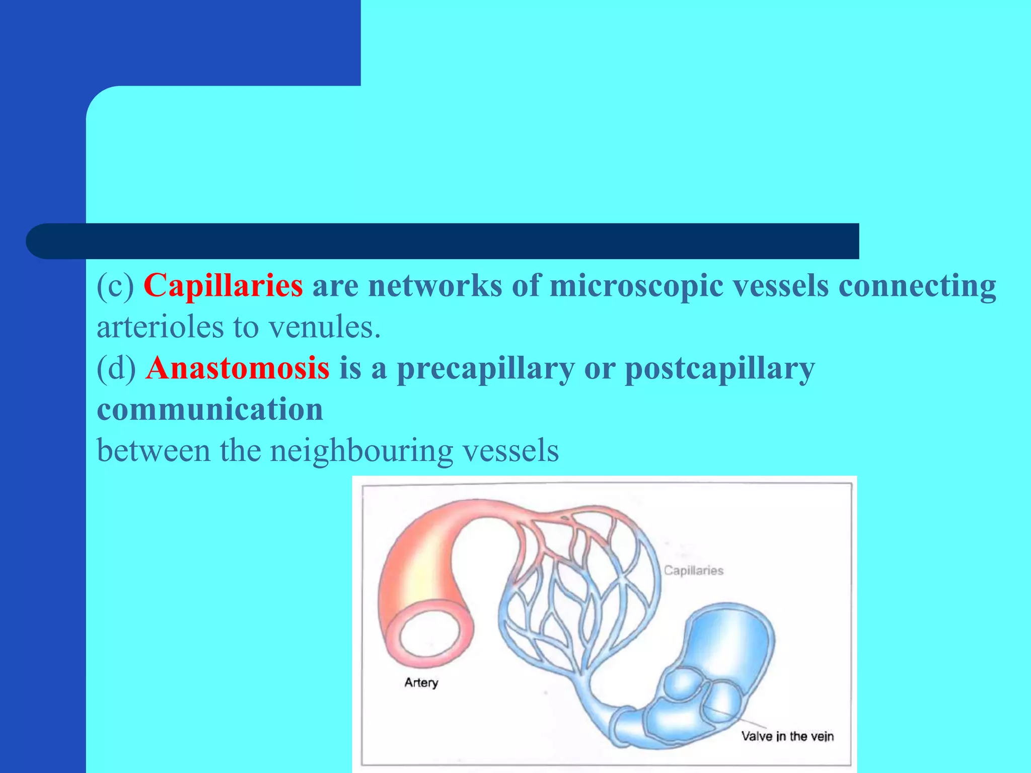 01_General Anatomy.ppt