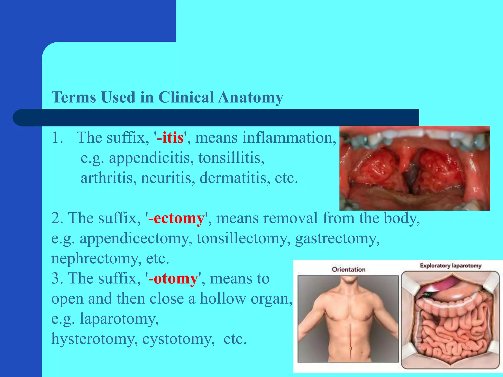 01_General Anatomy.ppt